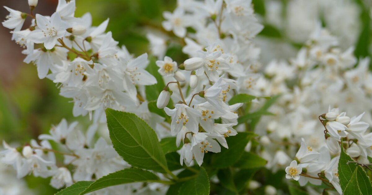 Deutzia gracilis , bruidsbloem | Boomkwekerij Peers