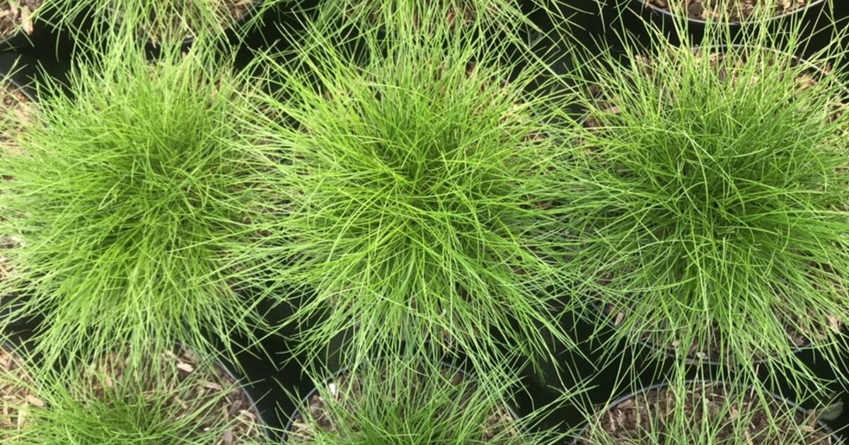 Festuca gautieri 'Pic Carlit' | Boomkwekerij Peers