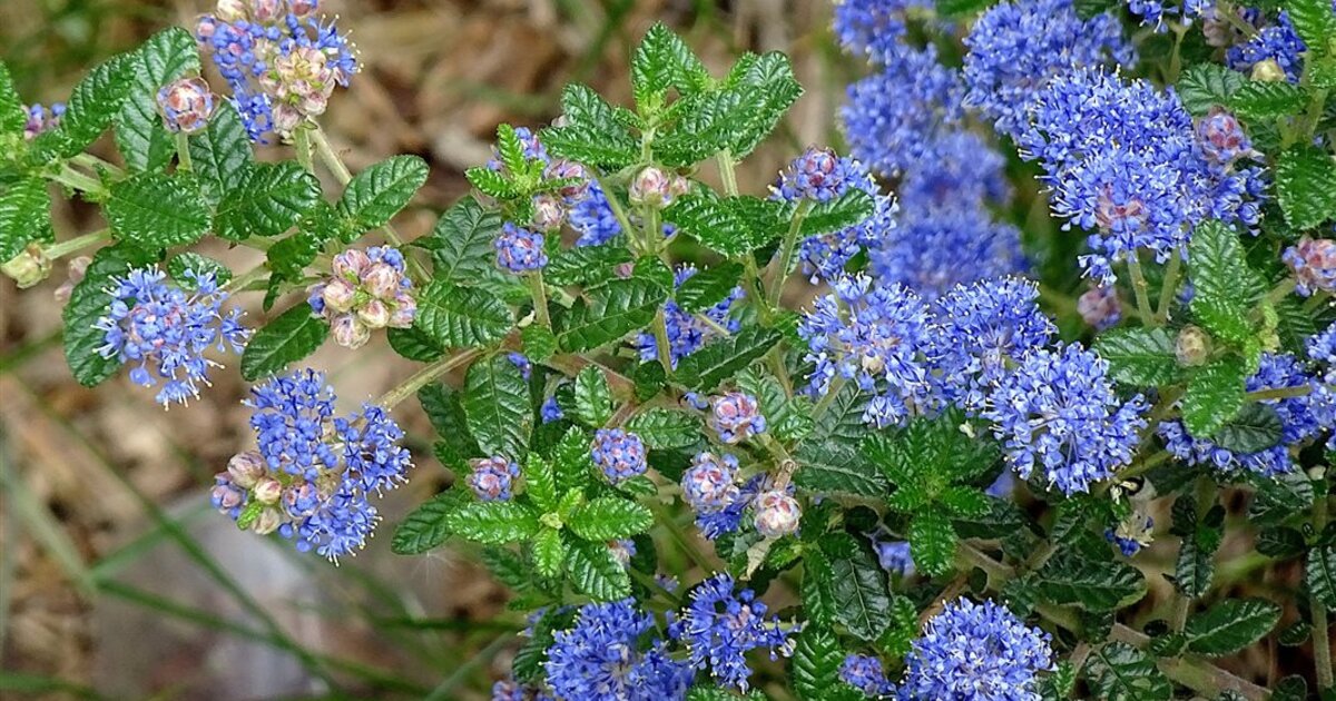 Ceanothus impressus 'Victoria' | Boomkwekerij Peers