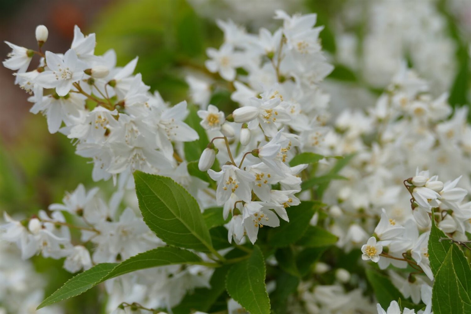 Deutzia gracilis | Boomkwekerij Peers