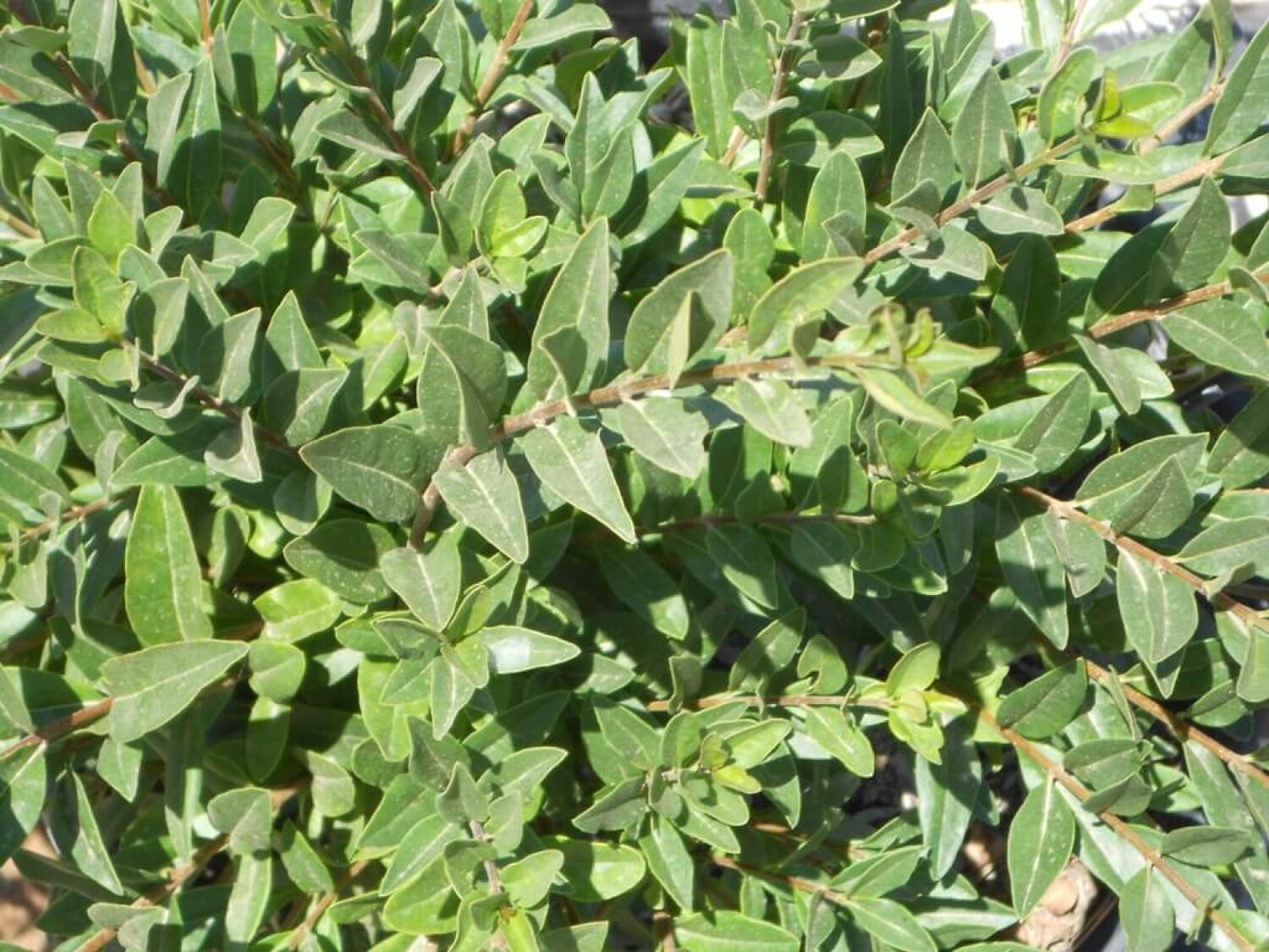 Ligustrum vulg. 'Lodense' | Boomkwekerij Peers