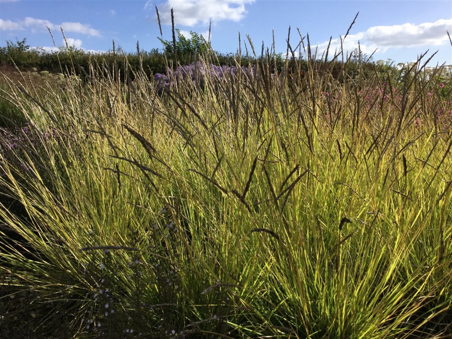 Sesleria autumnalis | Boomkwekerij Peers