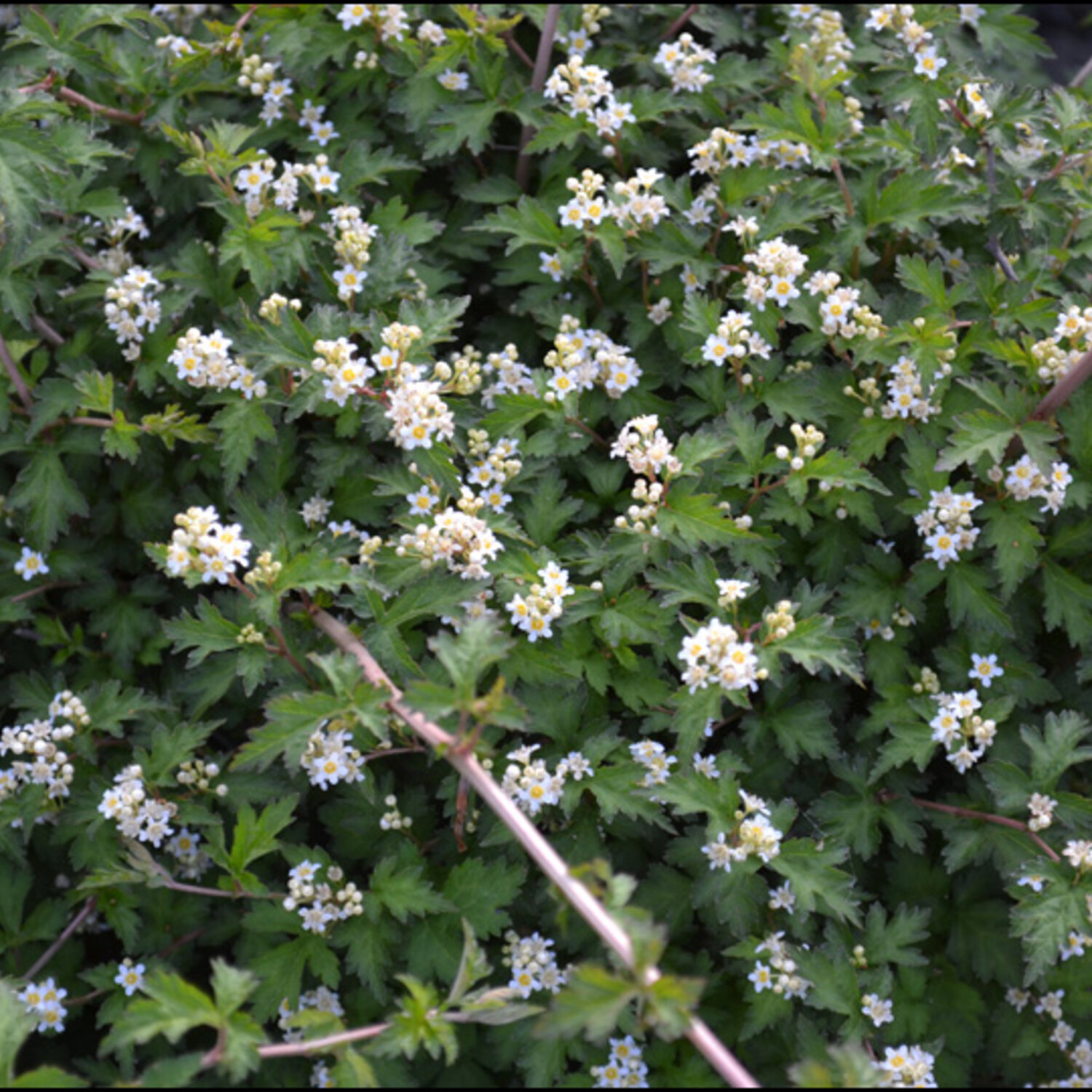 Stephanandra incisa 'Crispa' | Boomkwekerij Peers