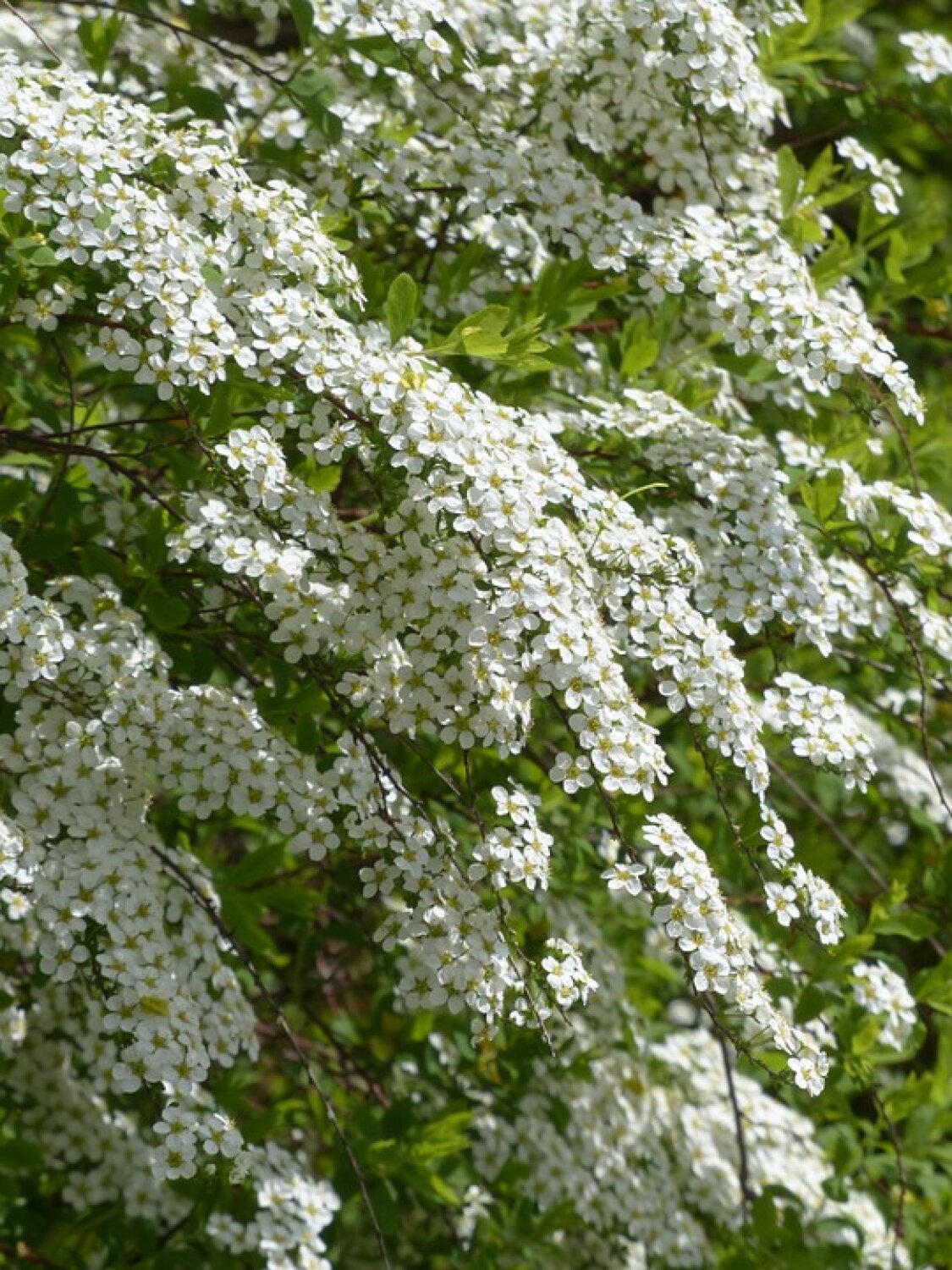 Spiraea cinerea 'Grefsheim' | Boomkwekerij Peers