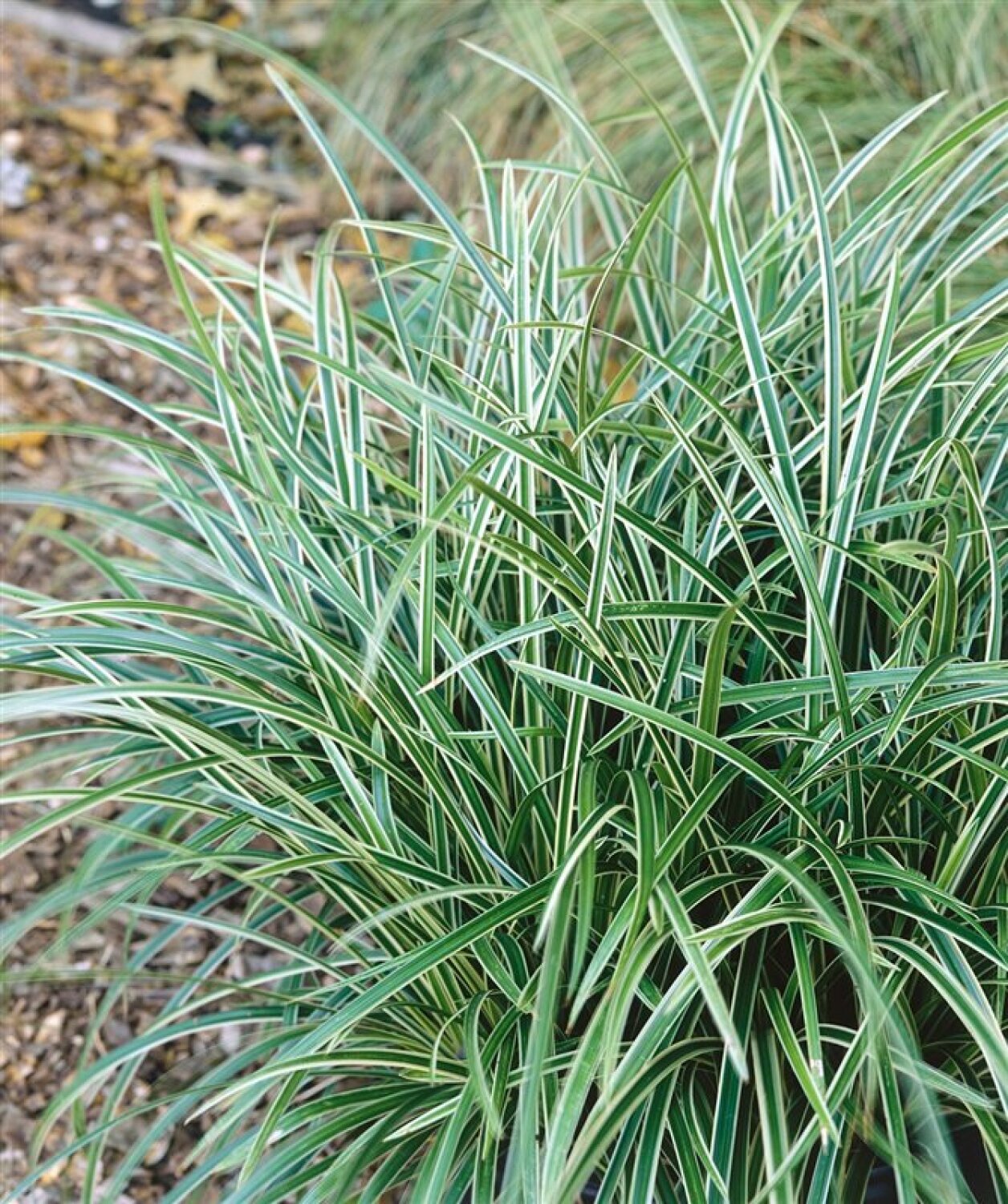 Carex morrowii 'Ice Dance' | Boomkwekerij Peers