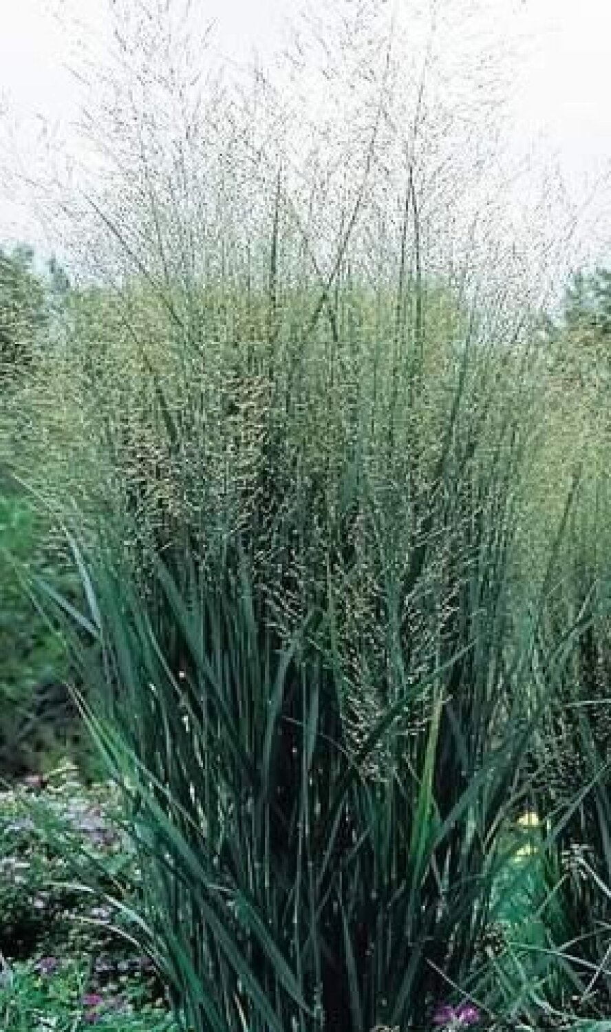 Panicum virgatum 'Prairie Sky' | Boomkwekerij Peers