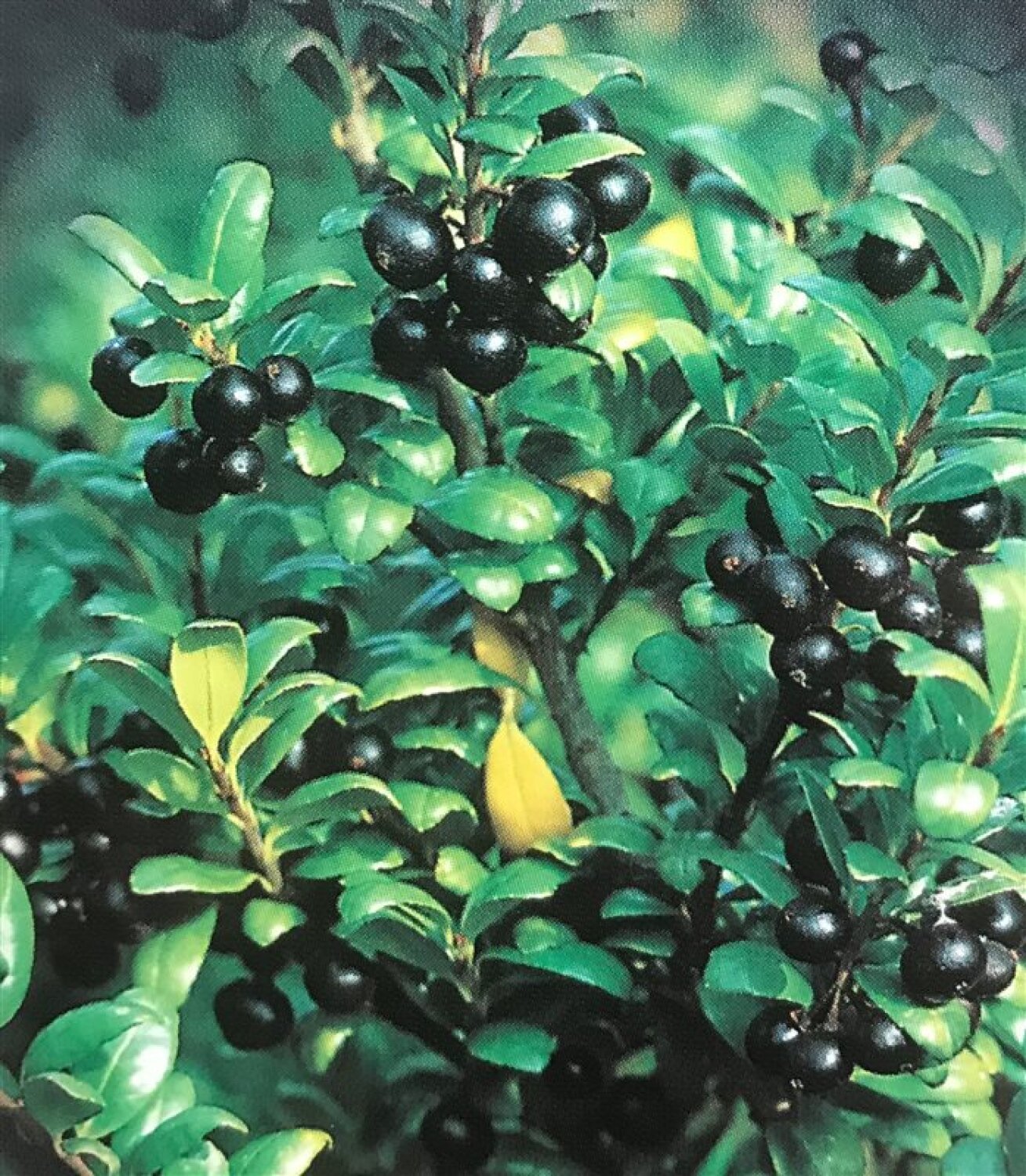 Ilex crenata 'Convexa' | Boomkwekerij Peers