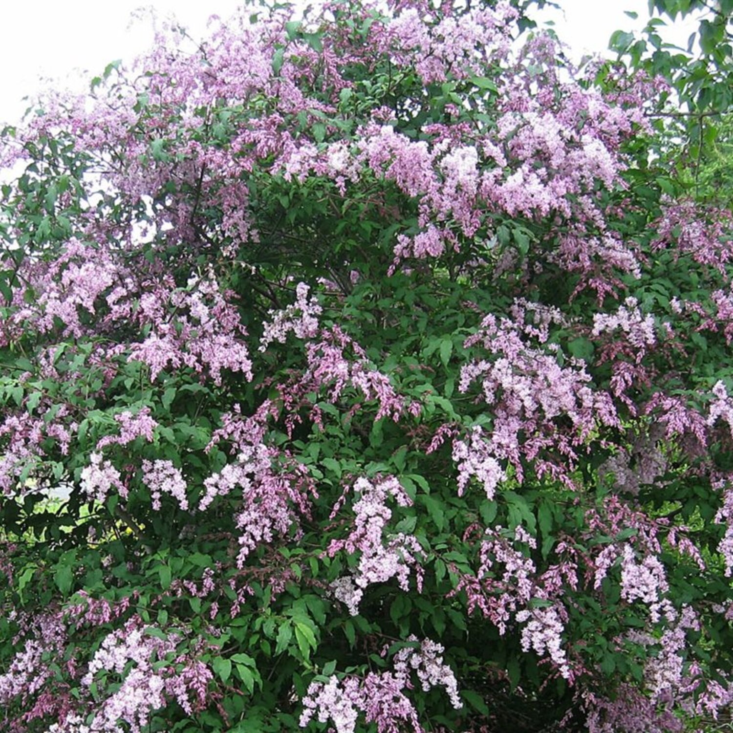 Syringa josikaea | Boomkwekerij Peers