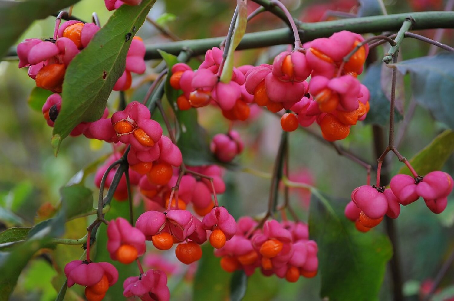 Euonymus europaeus 'Red Cascade' | Boomkwekerij Peers