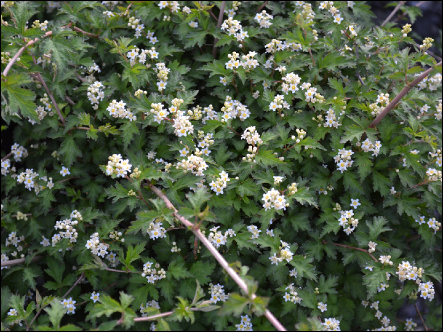 Stephanandra incisa 'Crispa' | Boomkwekerij Peers