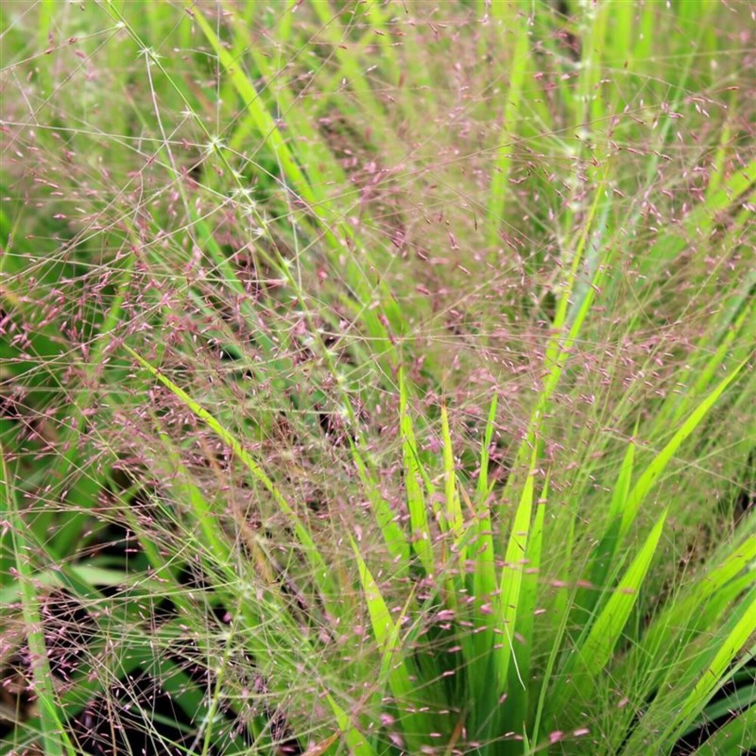 Eragrostis spectabilis | Boomkwekerij Peers