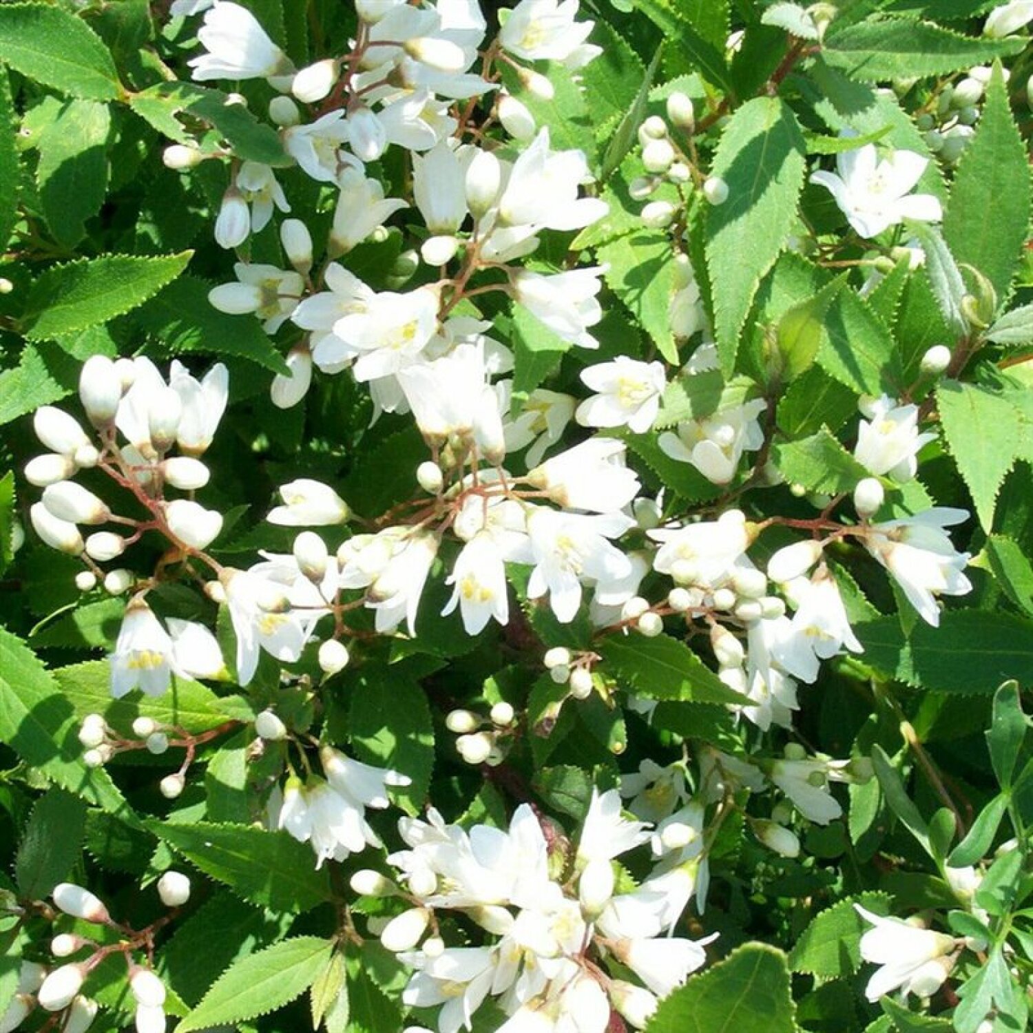 Deutzia gracilis 'Nikko' | Boomkwekerij Peers
