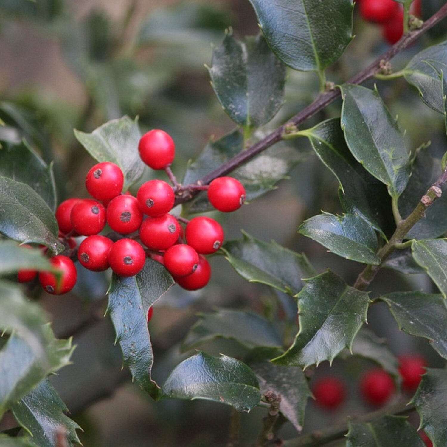 Ilex meserv. 'Blue Angel' | Boomkwekerij Peers