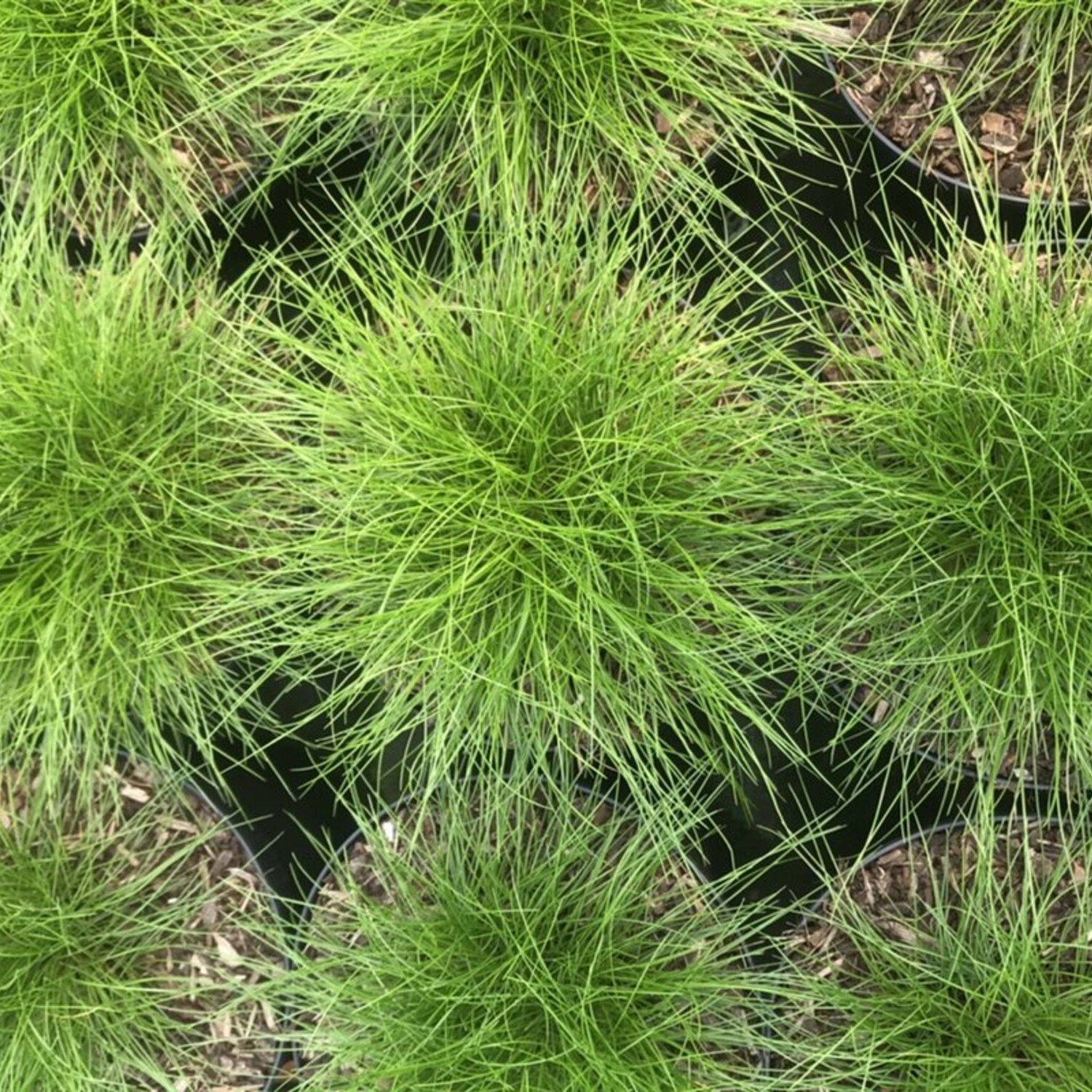 Festuca gautieri 'Pic Carlit' | Boomkwekerij Peers