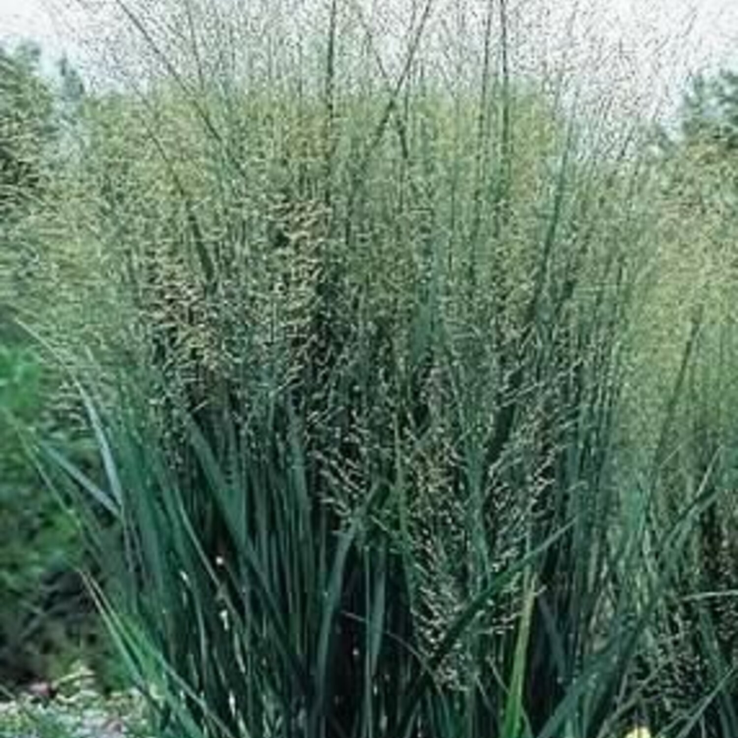 Panicum virgatum 'Prairie Sky' | Boomkwekerij Peers
