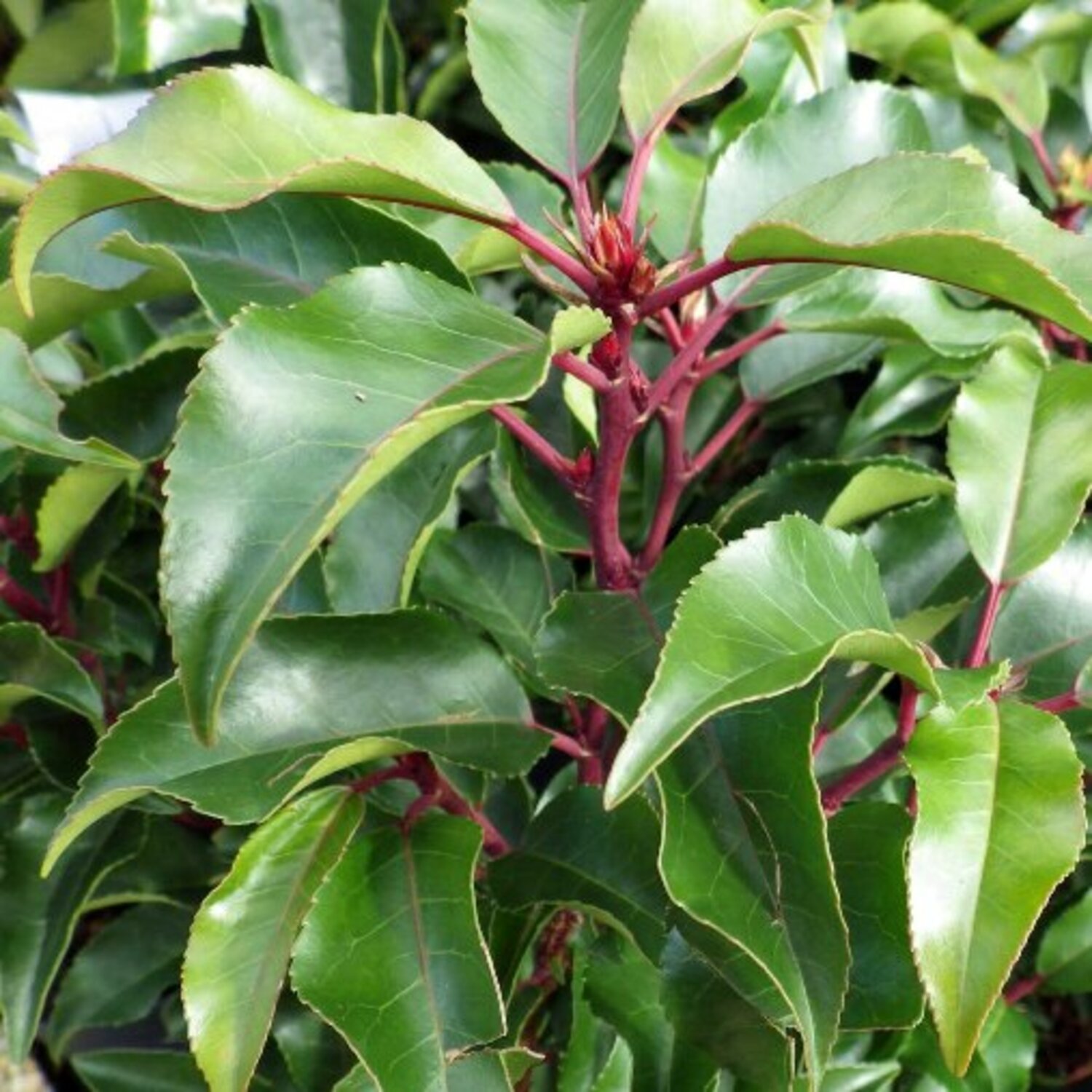 Prunus lusitanica | Boomkwekerij Peers