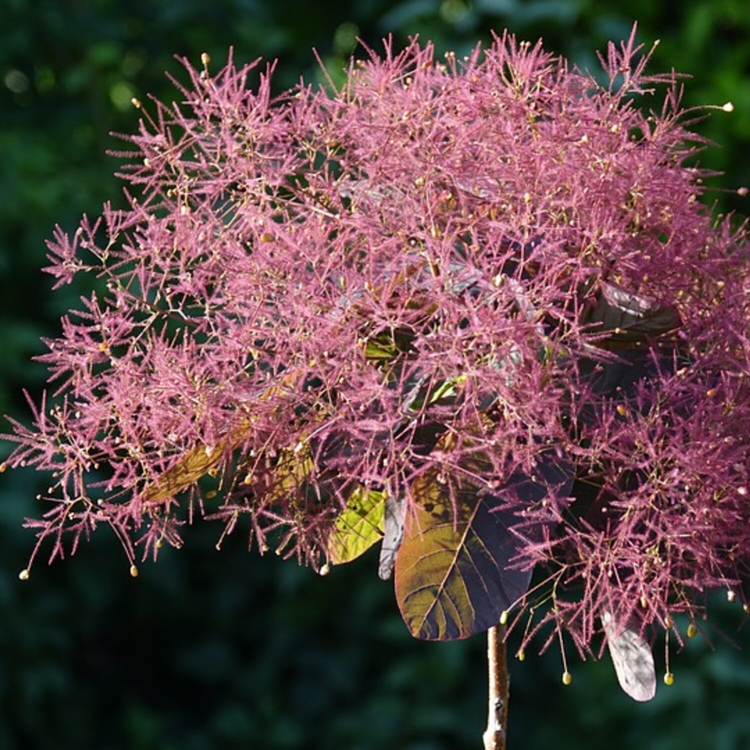 Cotinus cog. 'Royal Purple' | Boomkwekerij Peers
