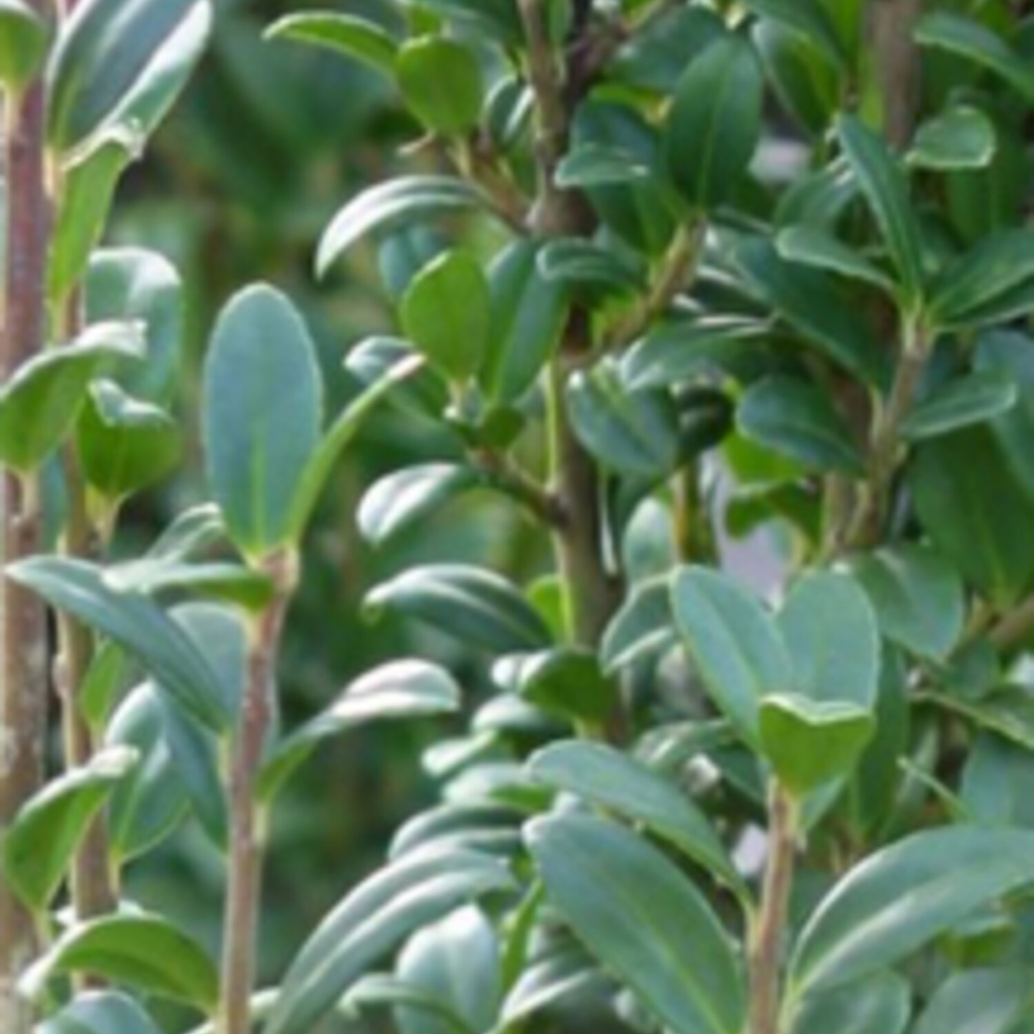 Ilex crenata 'Fastigiata' | Boomkwekerij Peers