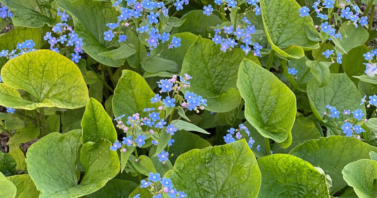 Brunnera macrophylla | Boomkwekerij Peers