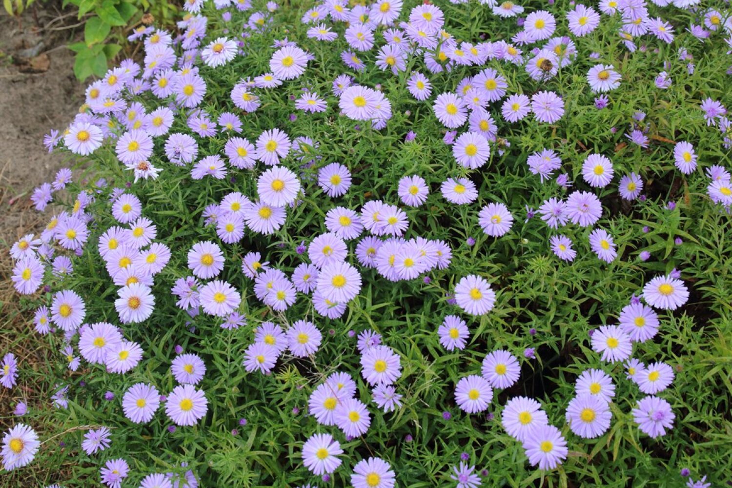 aster-ageratoides-stardust-boomkwekerij-peers