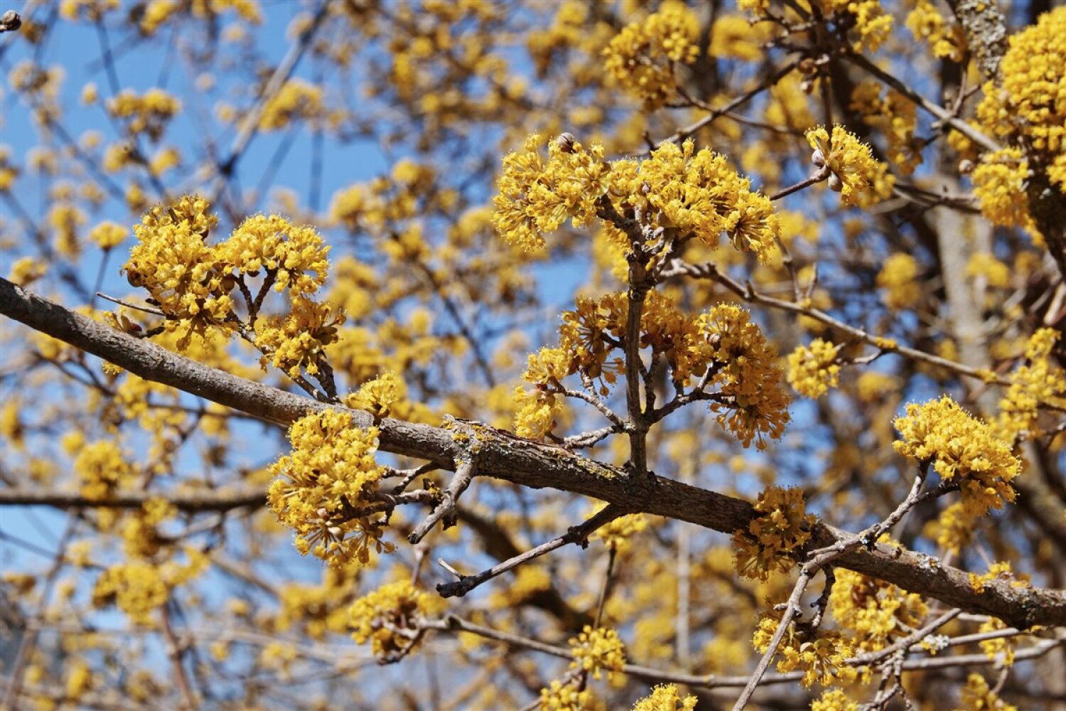 Cornus mas | Boomkwekerij Peers