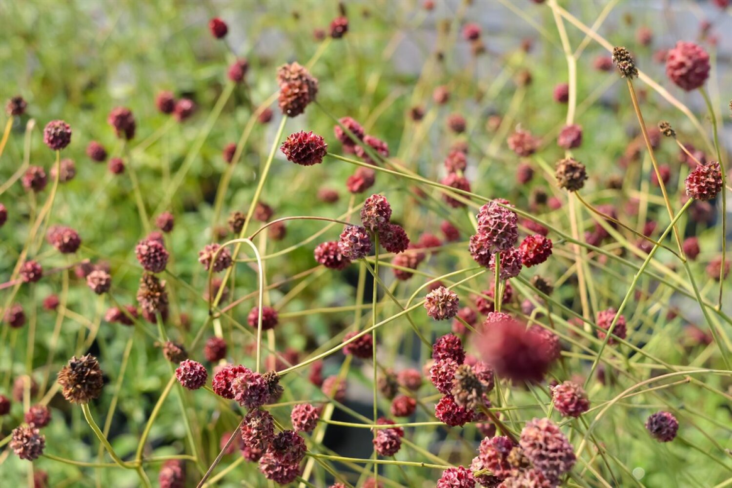 Sanguisorba offic. 'Tanna' | Boomkwekerij Peers