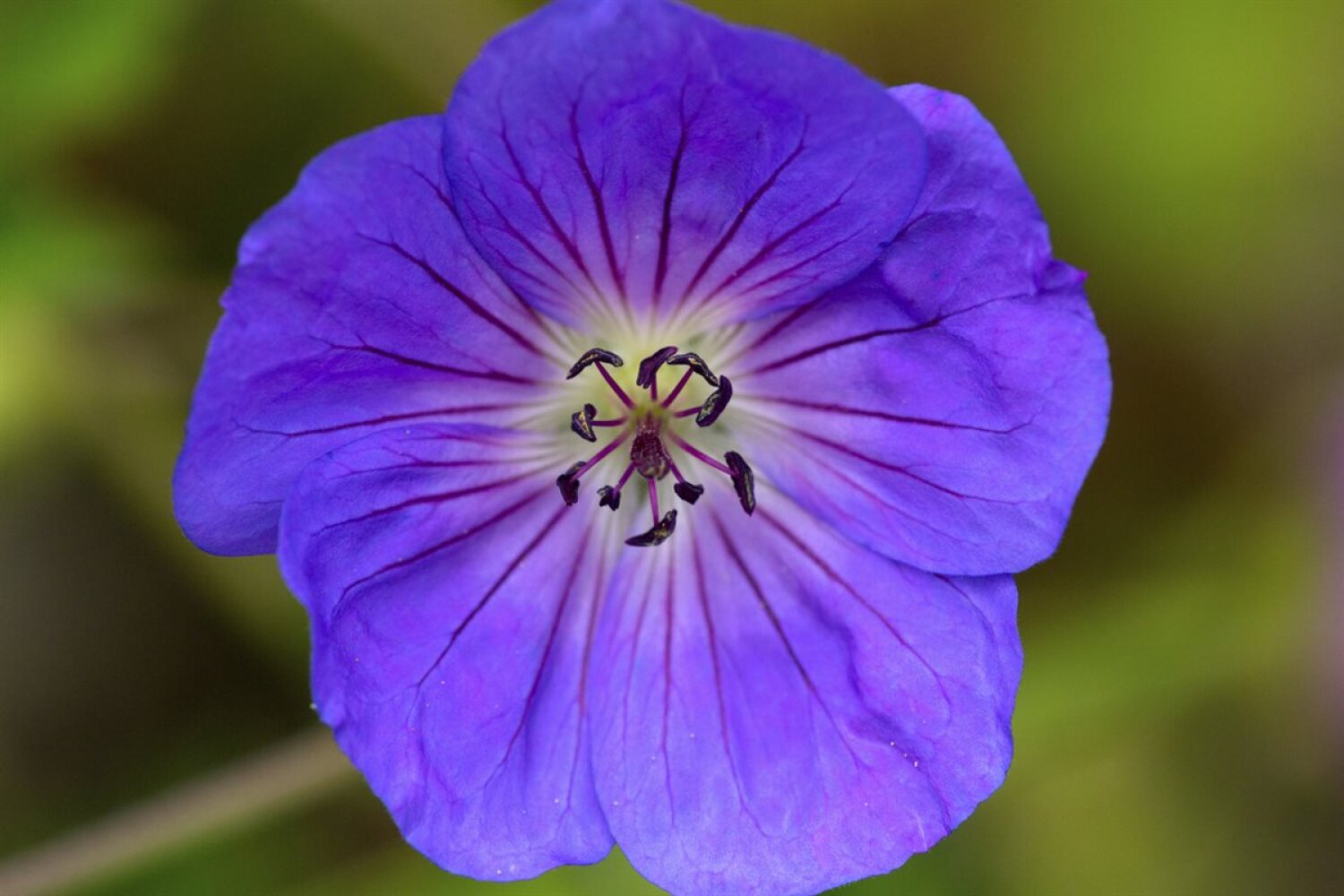 Geranium 'Johnson's Blue' | Boomkwekerij Peers