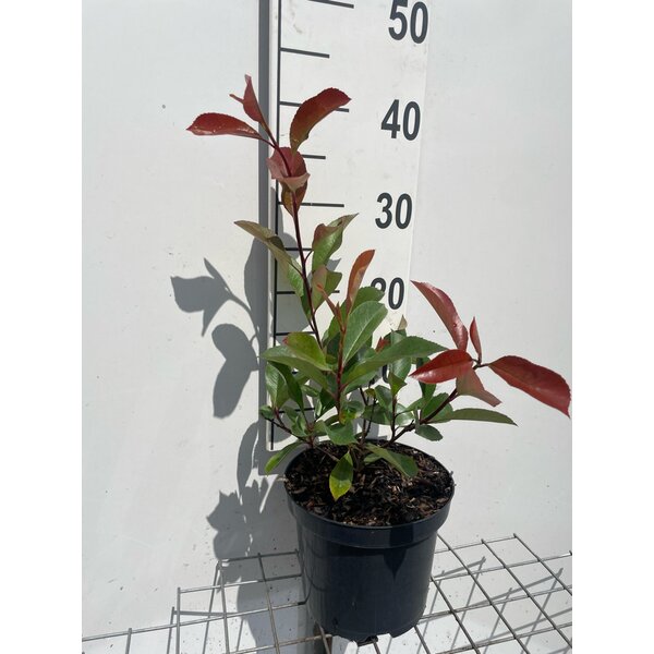 Photinia fraseri 'Red Robin' | Boomkwekerij Peers