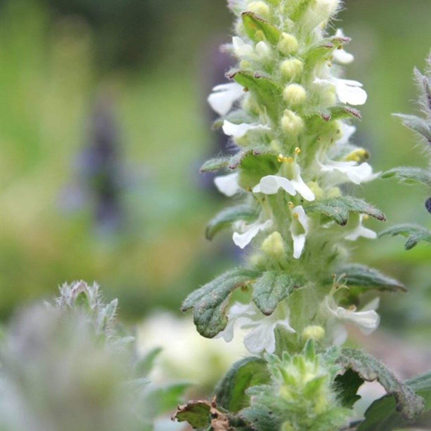 Ajuga reptans 'Alba' | Boomkwekerij Peers